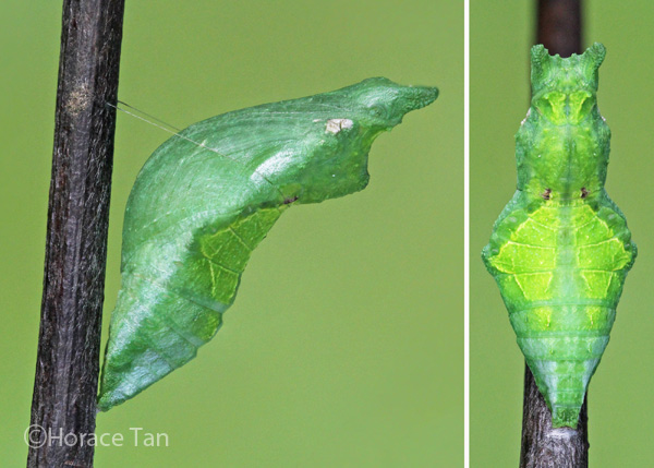 Metapod? On curry tree. India : r/whatsthisbug