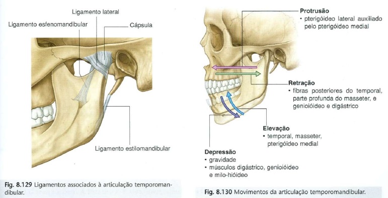 Estudos na web: Articulações Temporomandibulares - ATM