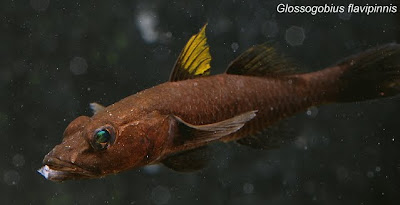 奇獸飼育學: 2011-05-16新進魚隻