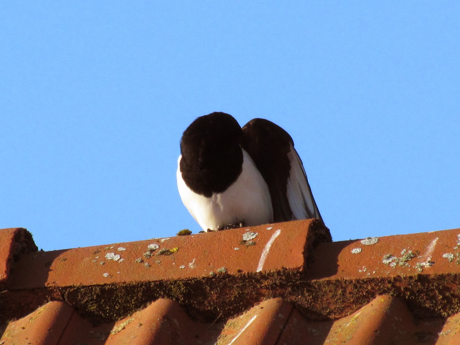 Mine naturfotos: Krage- og skadefugle