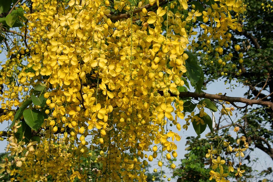 KNOW THE BENEFITS: Amaltas Flower