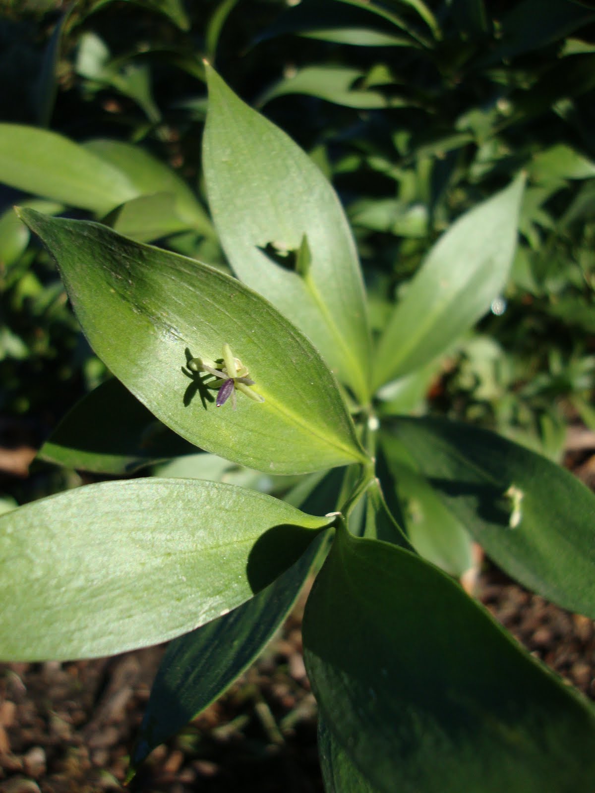 danger garden: Butcher's Broom