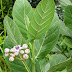 Widuri [Calotropis gigantean Dryand.] - Khasiat & Manfaat | Tanaman Herbal