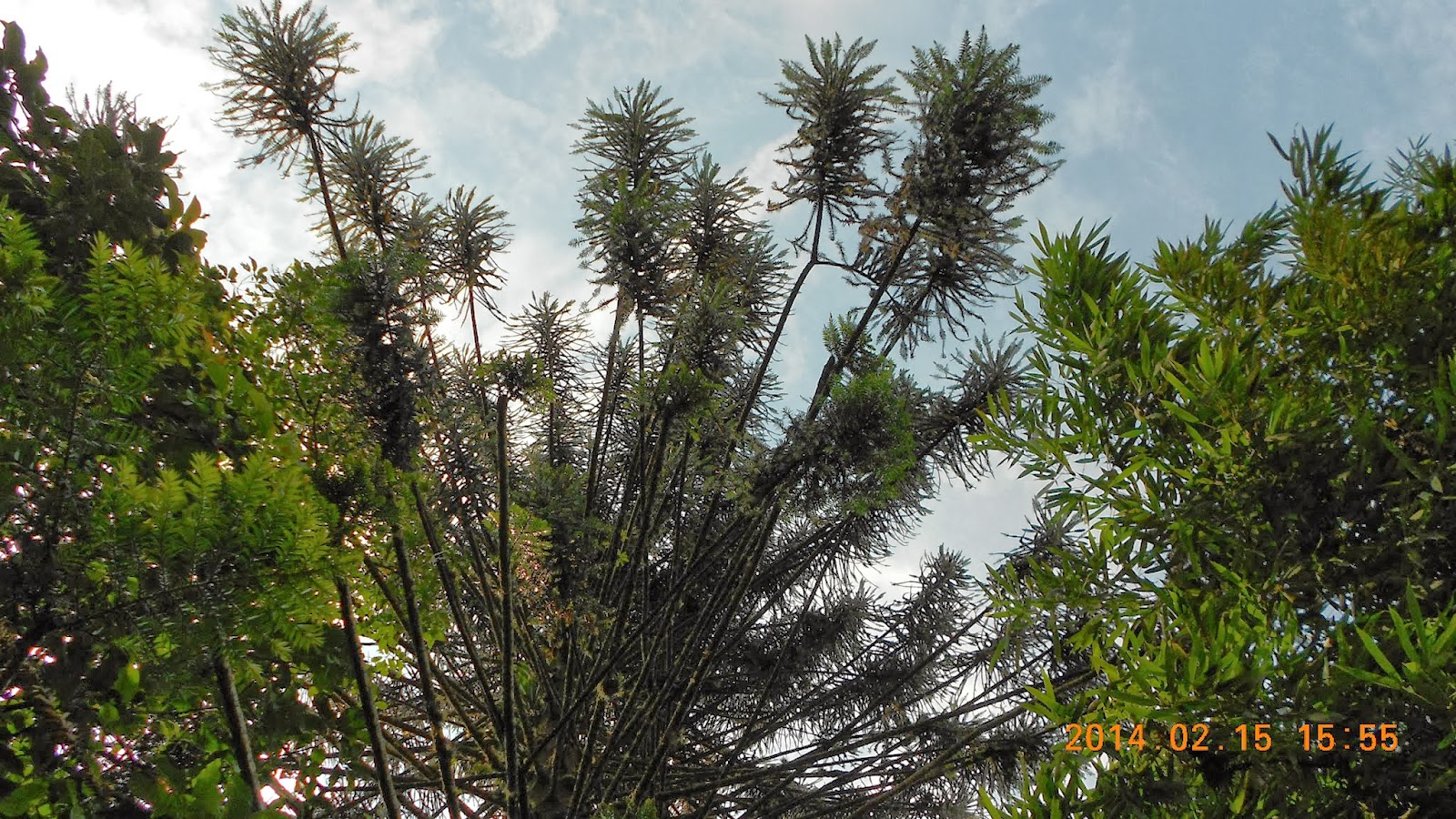 Tem de tudo um pouco: Você conhece pinhão deste tipo de pinheiro?