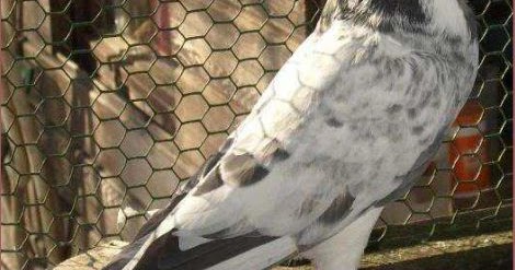 La paloma Tippler de Vuelo y Exposición | Habilidades de las palomas