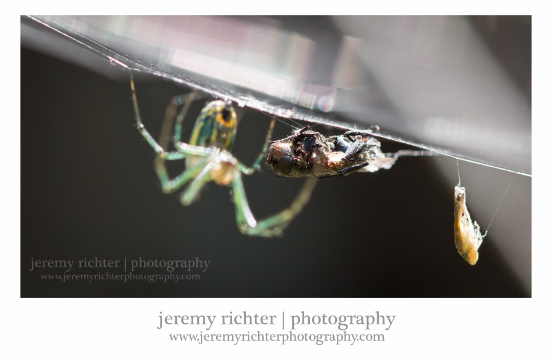 jeremy richter | photography :: blog: Spiders of Summer: Orchard Spider ...