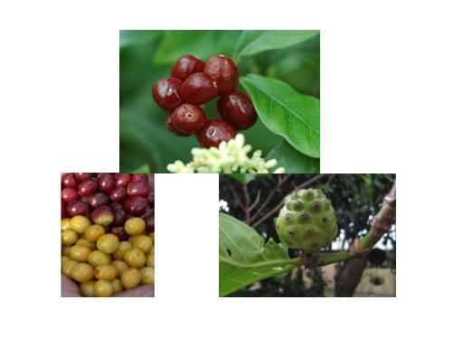 Familia Rubiaceae