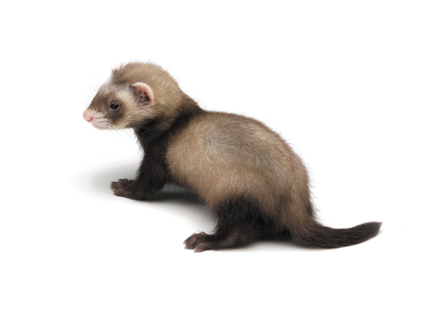 I colori del furetto