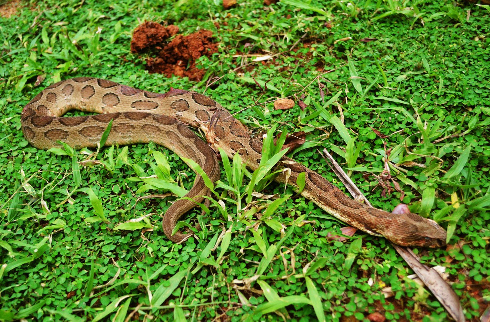 Photography & Me: Russell's Viper