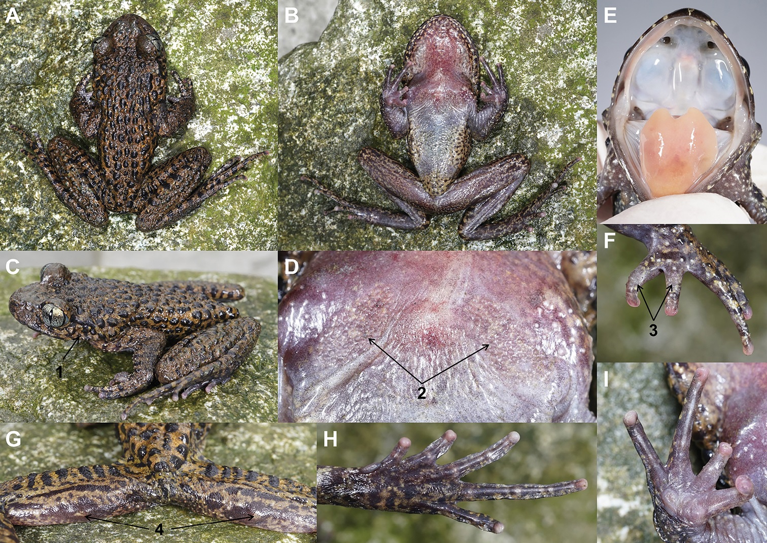 Species New to Science: [Herpetology • 2020] Oreolalax longmenmontis ...