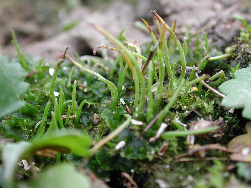 Flora de Puerto Rico Ilustrada Papo Vives: Notothyladaceae PHAEOCEROS ...