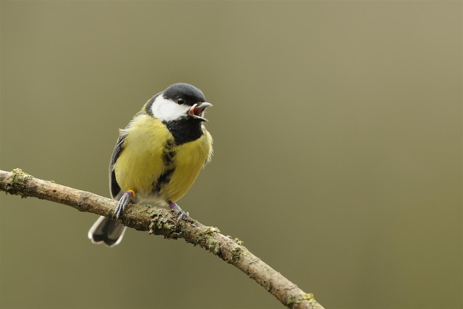 Gonnie van de Schans : Mezen in de Hof van Twente