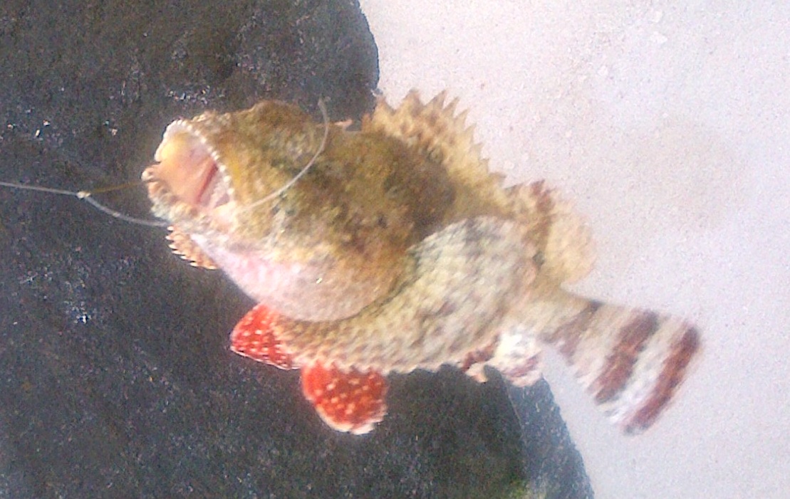 Woodvine's World: A fishy story