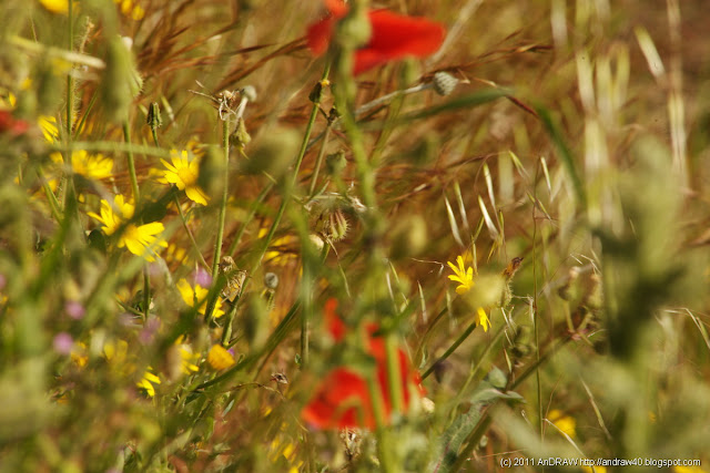 despre viata prin fotografie: despre maci si alte flori