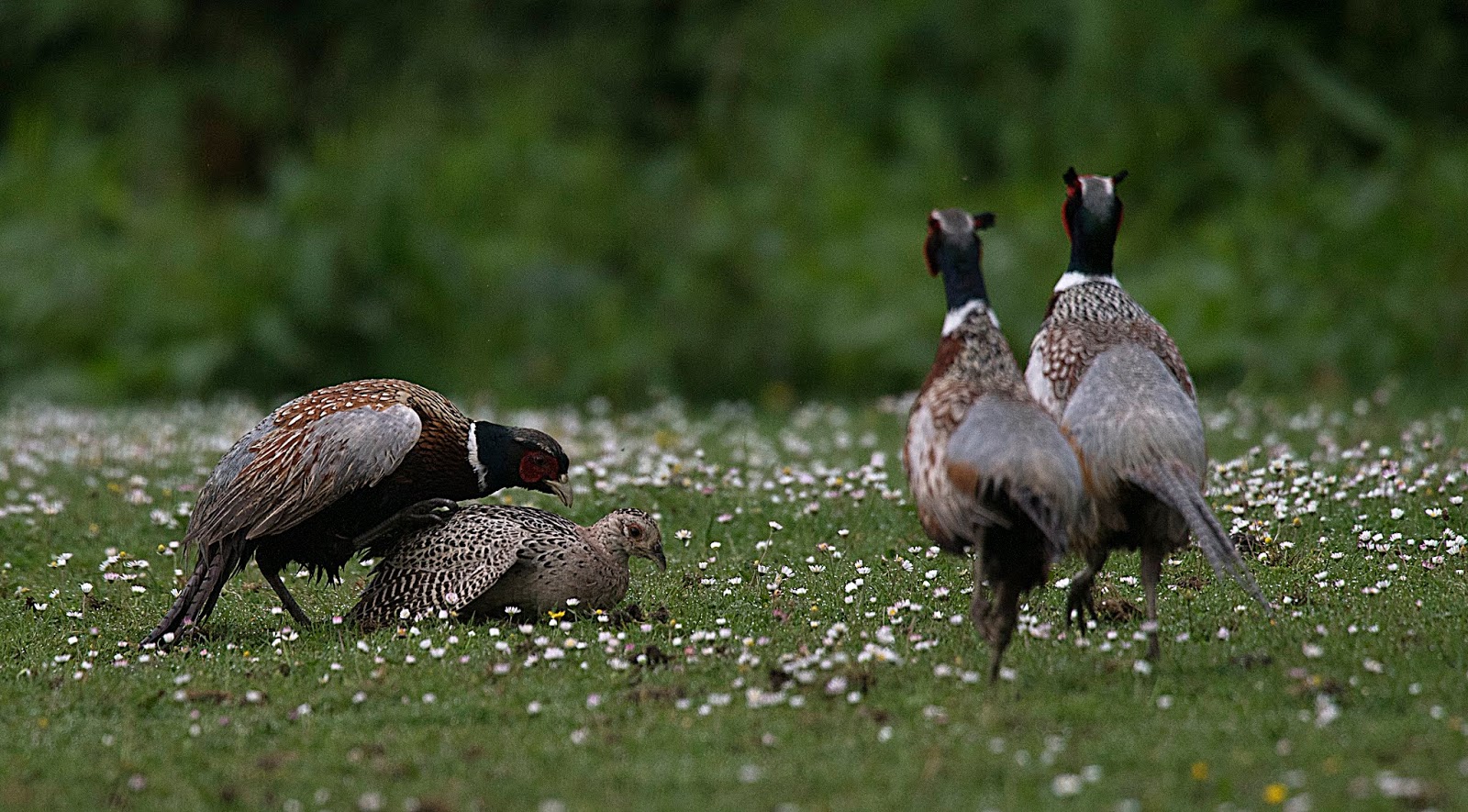 Alan James Photography : Mating Pheasant