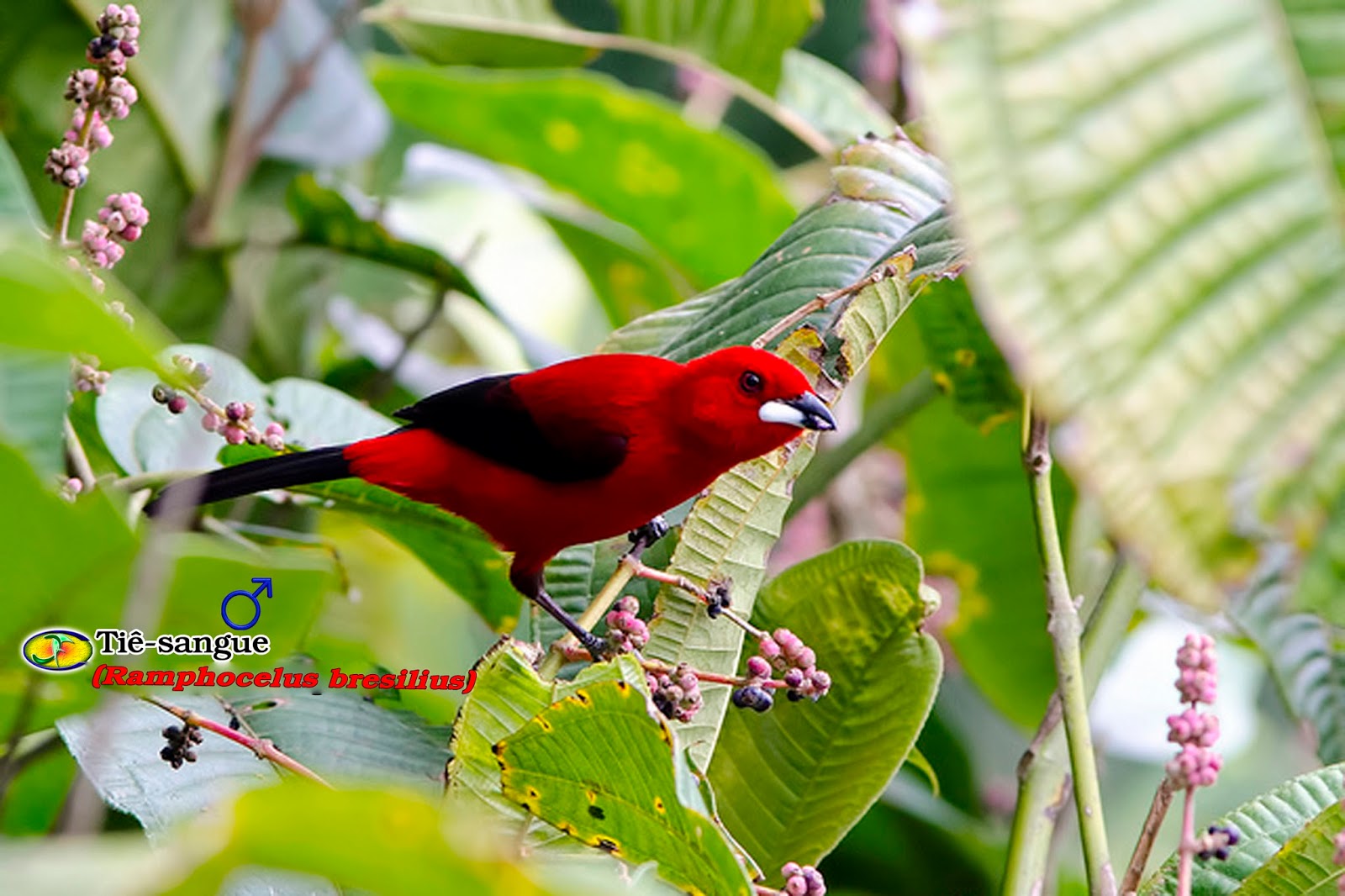 Zoologia: Tiê-sangue (Ramphocelus bresilius)