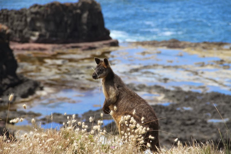 Elly-An, Amy-Linh, Liên Châu et Sylvain au Vietnam: La faune Australienne