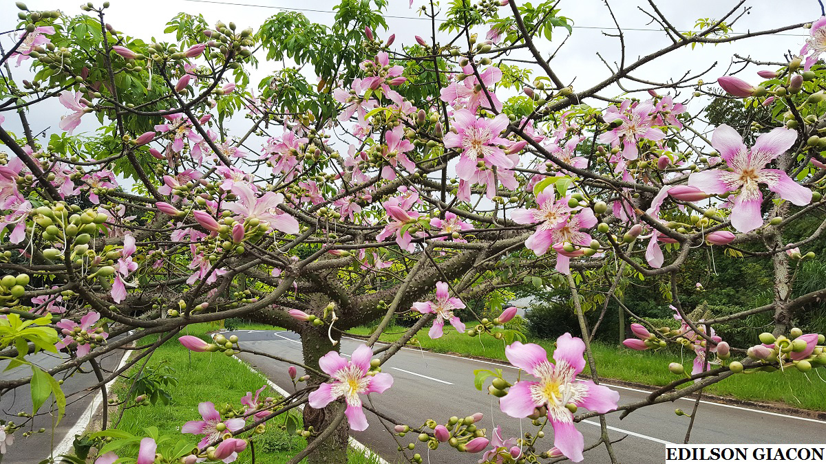 Paineira-rosa - Ceiba speciosa