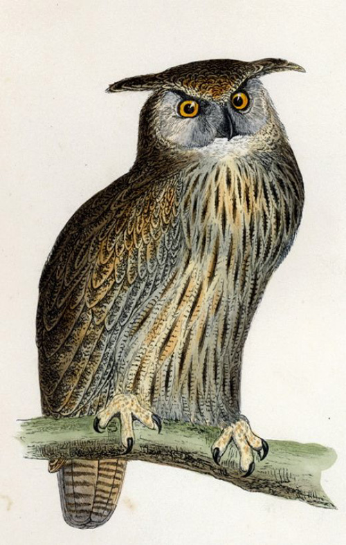 My Owl Barn: Freebie: Vintage Owls