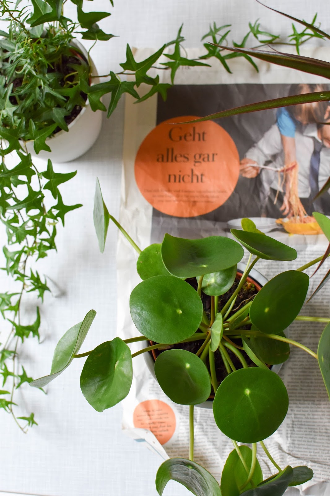 Kestävät viherkasvit | Viherjuuria