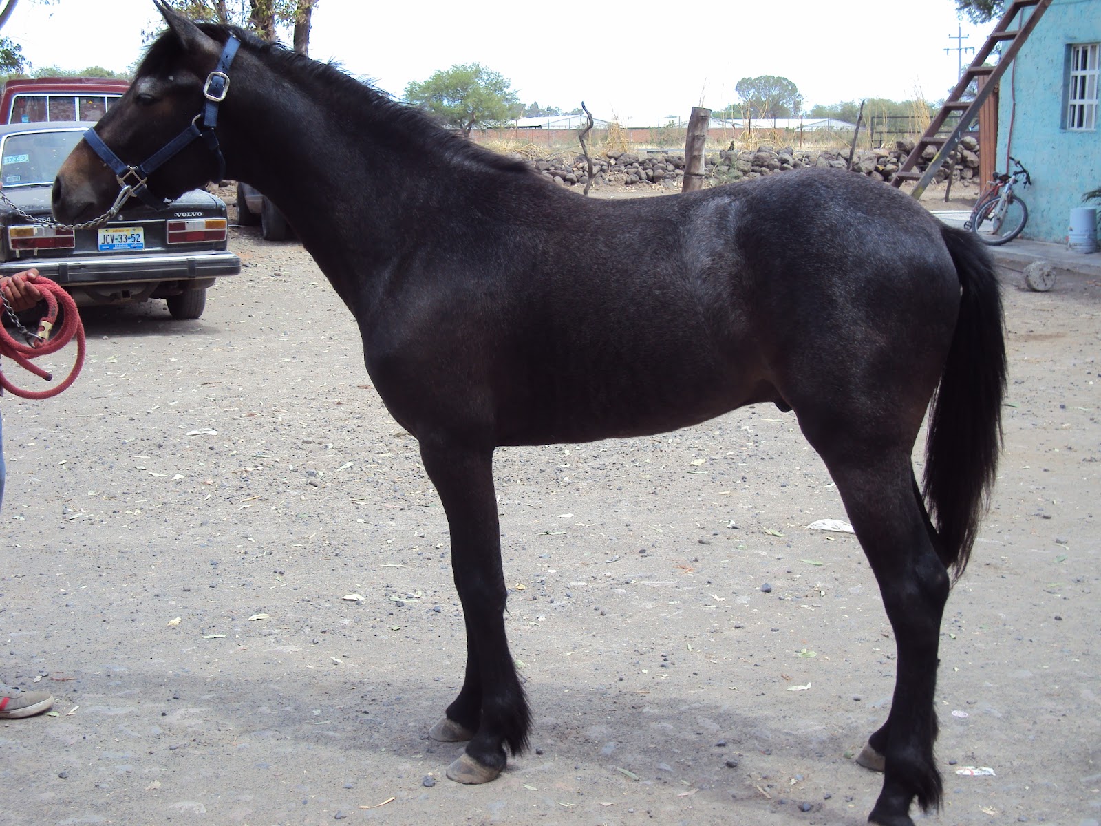 rancho mendoza: potrillo hispano -frisian
