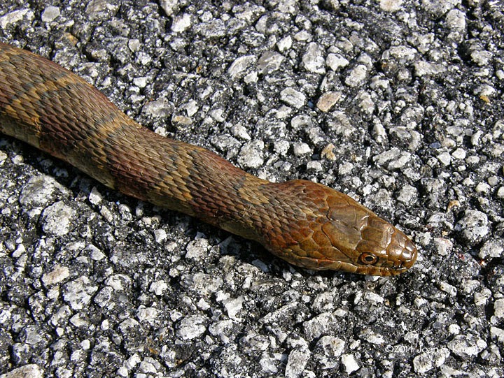 Anybody Seen My Focus?: Midland Water Snake (Nerodia sipedon pleuralis)