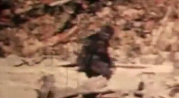 Patterson Bigfoot Film Enhanced | NeoGAF