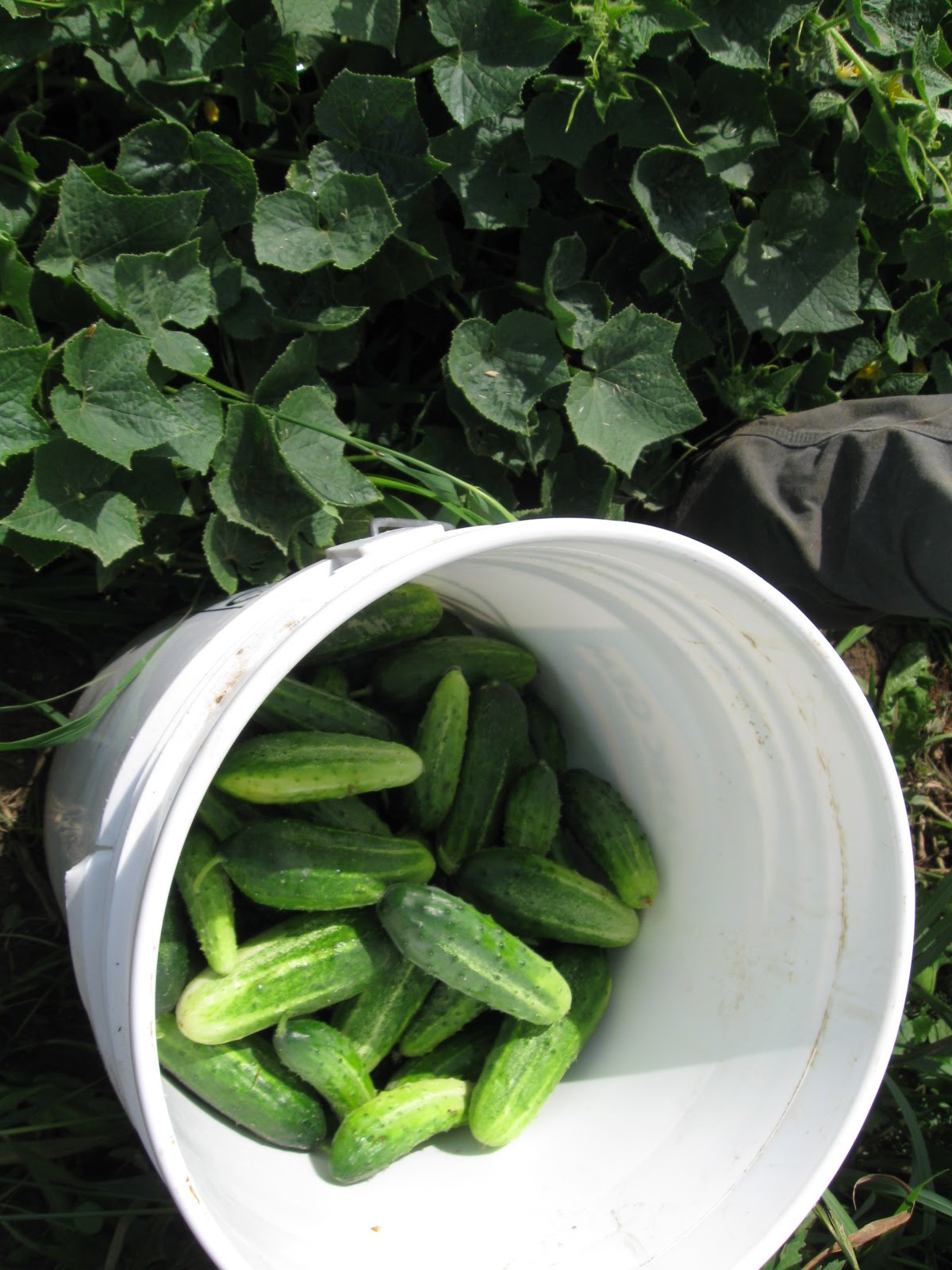 Mighty Food Farm: It's Cucumber Season!