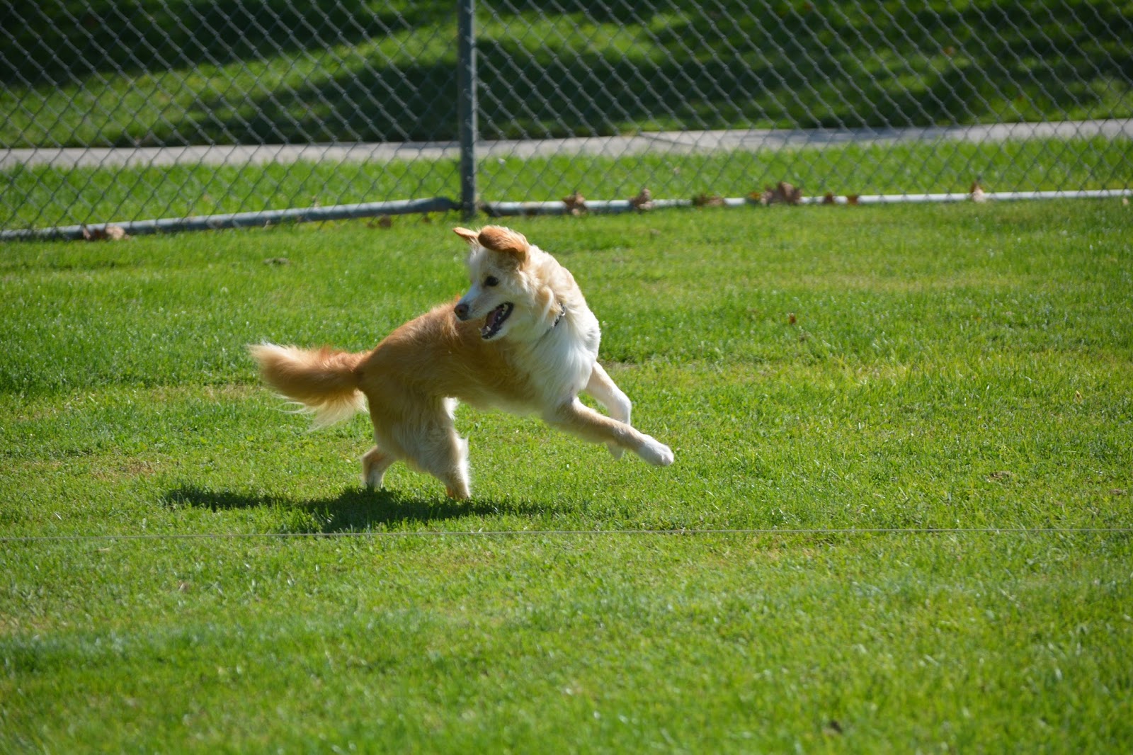 The Dog Geek: Stupid Lure Coursing Pictures