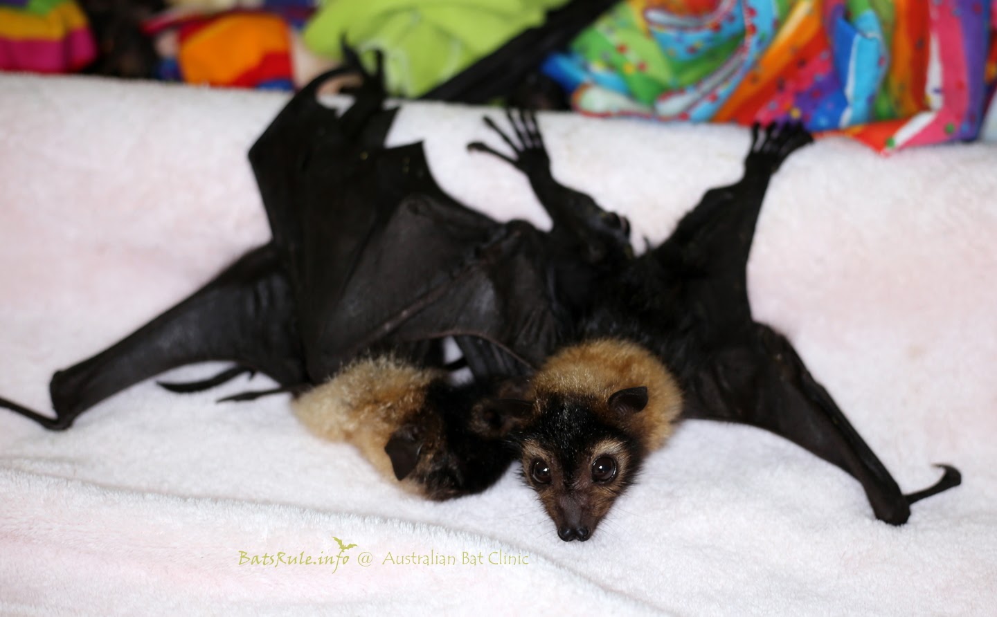 Rehab | Cairns Qld Megabat babies Spectacled in care, Pteropus ...