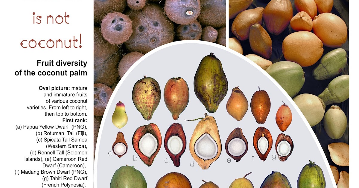 Coconut planting material for the Pacific region: Preparing the world ...