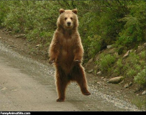 Amanda Swisten: Images Dancing brown bear pictures-grizzly bear dance