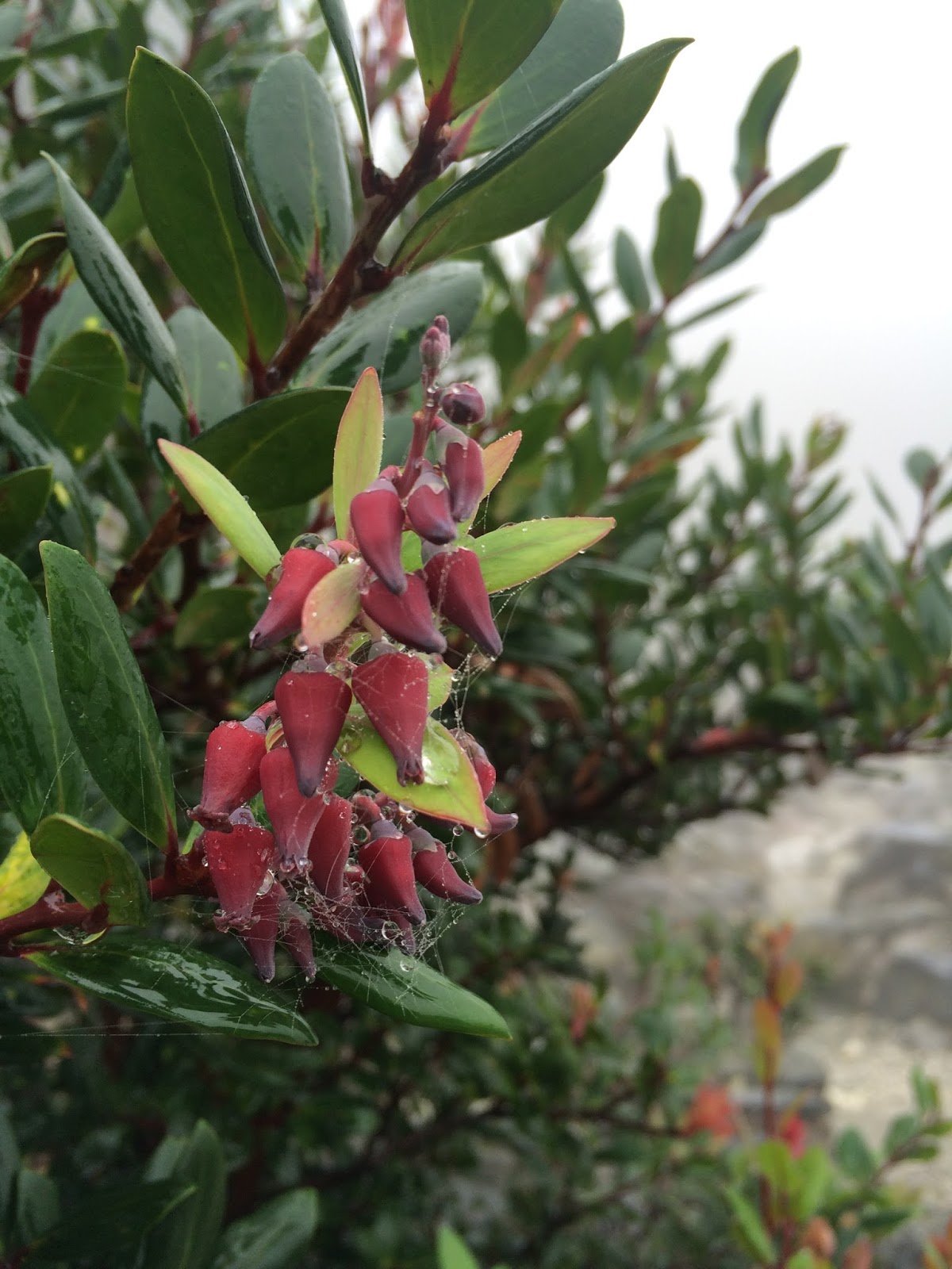 Manarasa:pohon khas Kawah Domas-Tangkuban Perahu ~ Cintapohonku