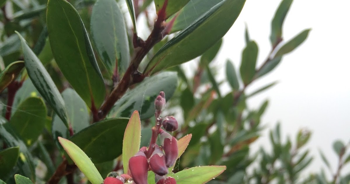 Manarasa:pohon khas Kawah Domas-Tangkuban Perahu ~ Cintapohonku