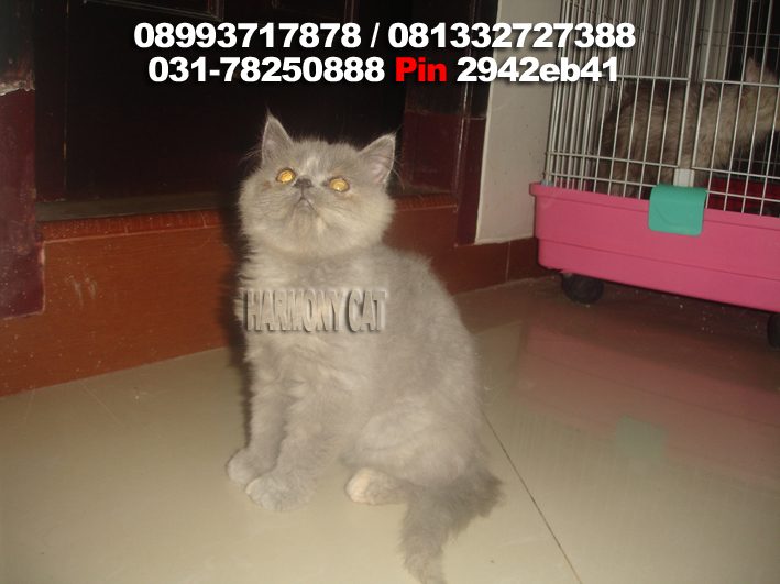 Hamster Dan Kucing Persia Murah Surabaya: DI JUAL KUCING EXO BETINA 3 ...