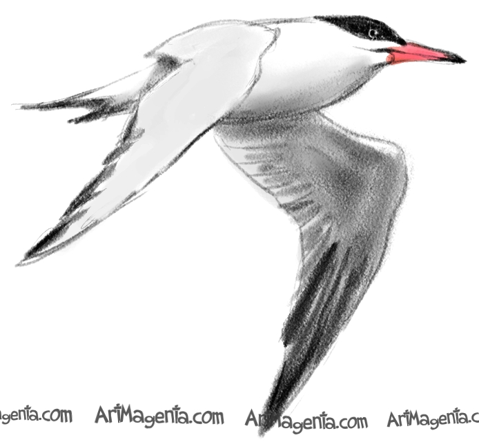 Birds: Caspian Tern