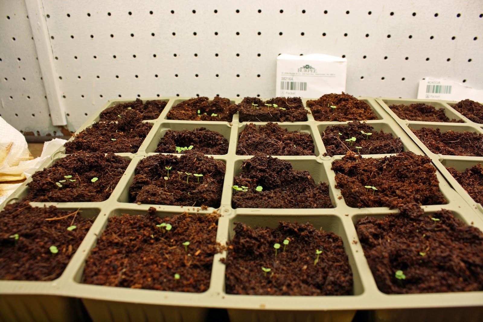 Day 12 - Fertilizing Seedlings