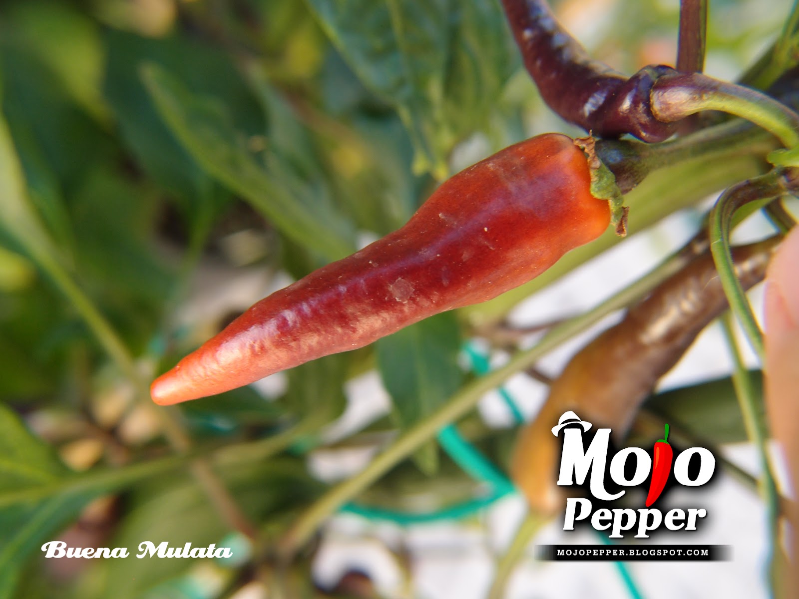 The Mojo Pepper - Just a Chili Pepper grower