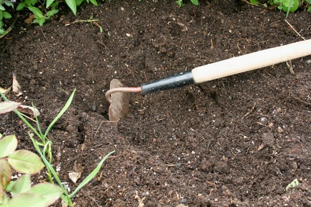 The Flower Bin: Using the trench method to plant tomatoes