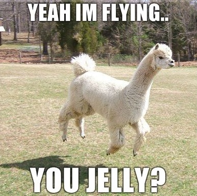 Funny Llama Joke - Animal Jokes ~ BawliBoooch