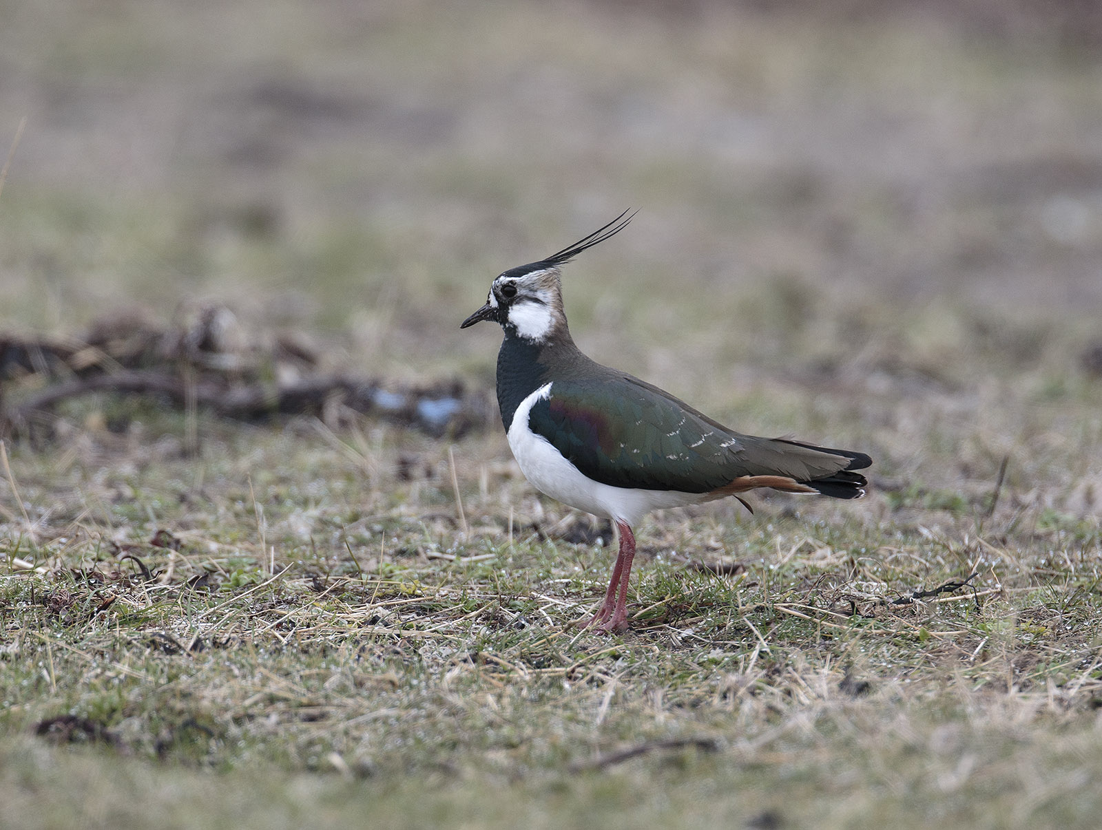 pewit: Lapwings