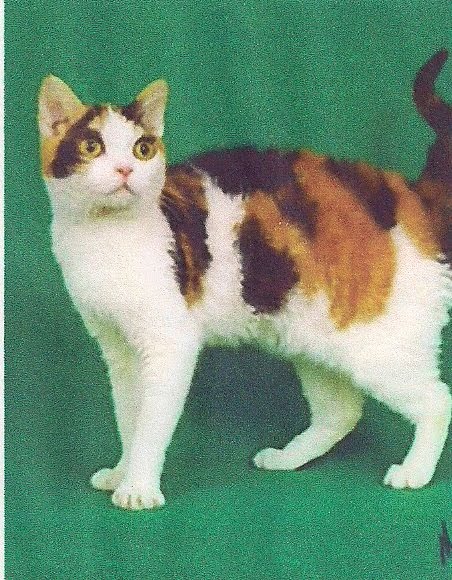 American Wirehair Cat Photos