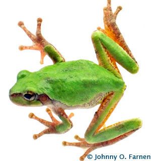 Biology of Animals: Hyla sp. (flying frog)