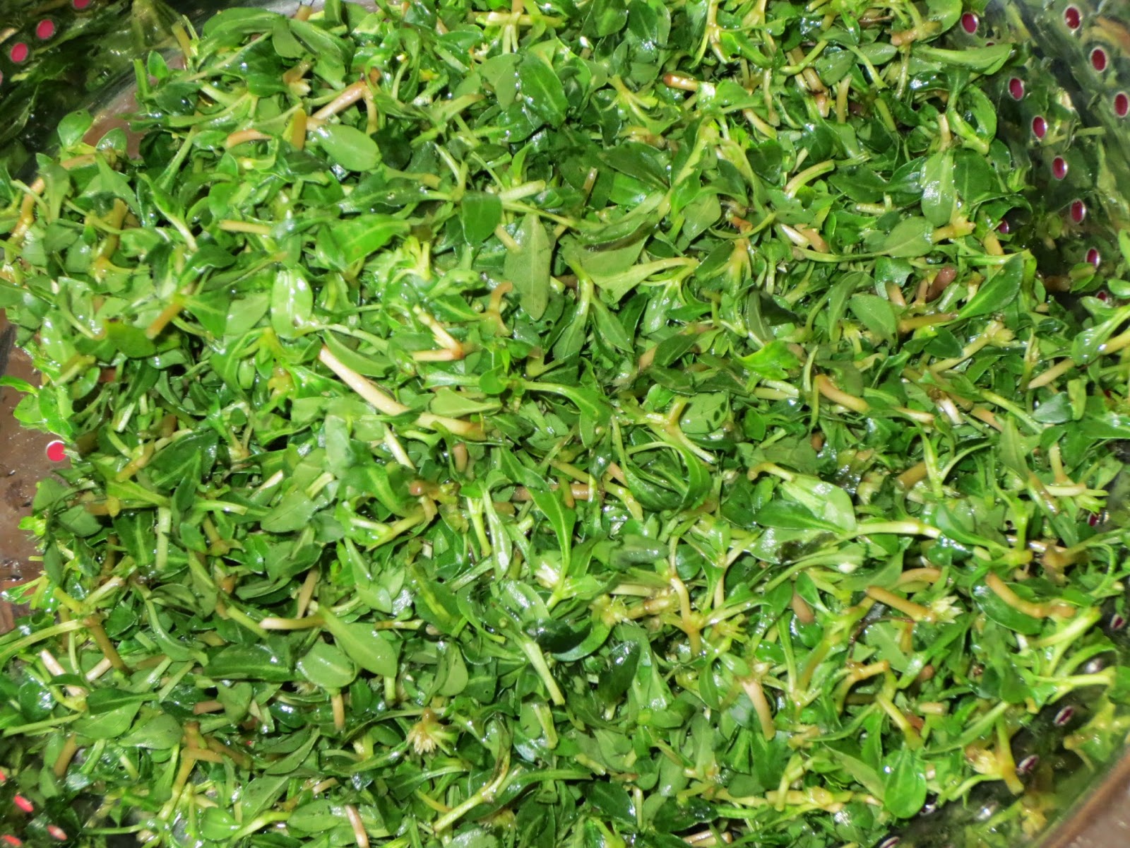 Honagone Soppu Palya / Sessile Joyweed Curry (dry) ~ Enjoy cooking