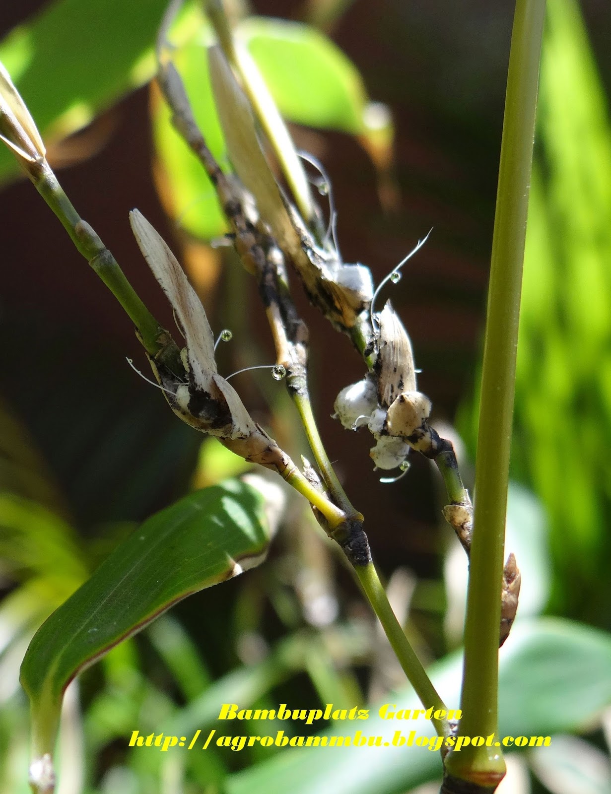 Agrobambu/Bambuplatz Garten: INSETOS DO BAMBU - BAMBOO INSECTS
