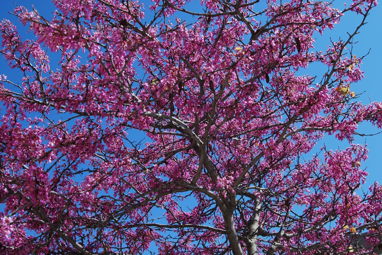 10.000 cosas que me gustan : 00565 Los Árboles de Colores