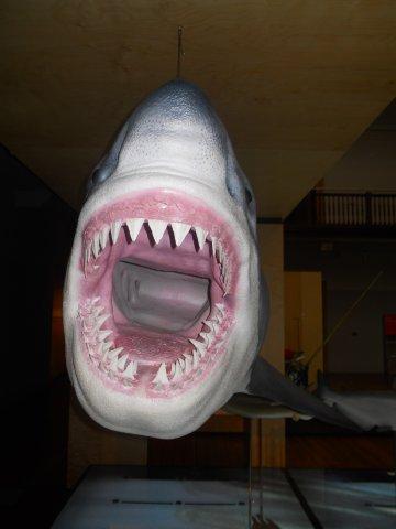 Hancock Museum, Newcastle-Upon-Tyne