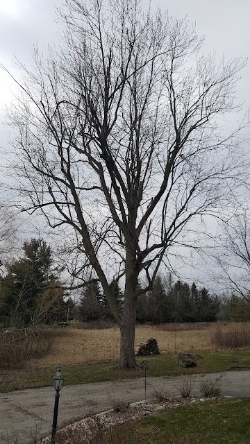 Gear Acres at Top of the Hill: Tree Trimming with Precision Tree and Shrub