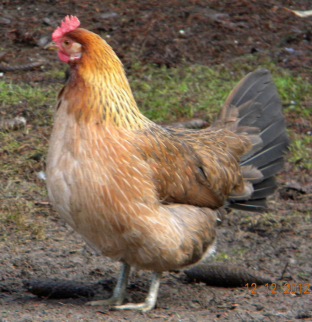 Viking Chickens in Canada
