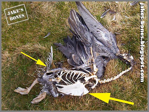 Why swan sternums are strange bones : Jake's Bones